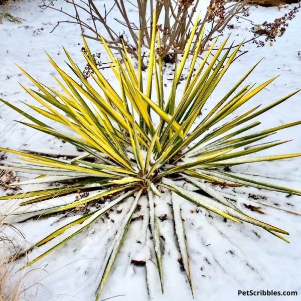 Snowy Winter Garden Tour: Winter Color and Texture - Garden Sanity by ...