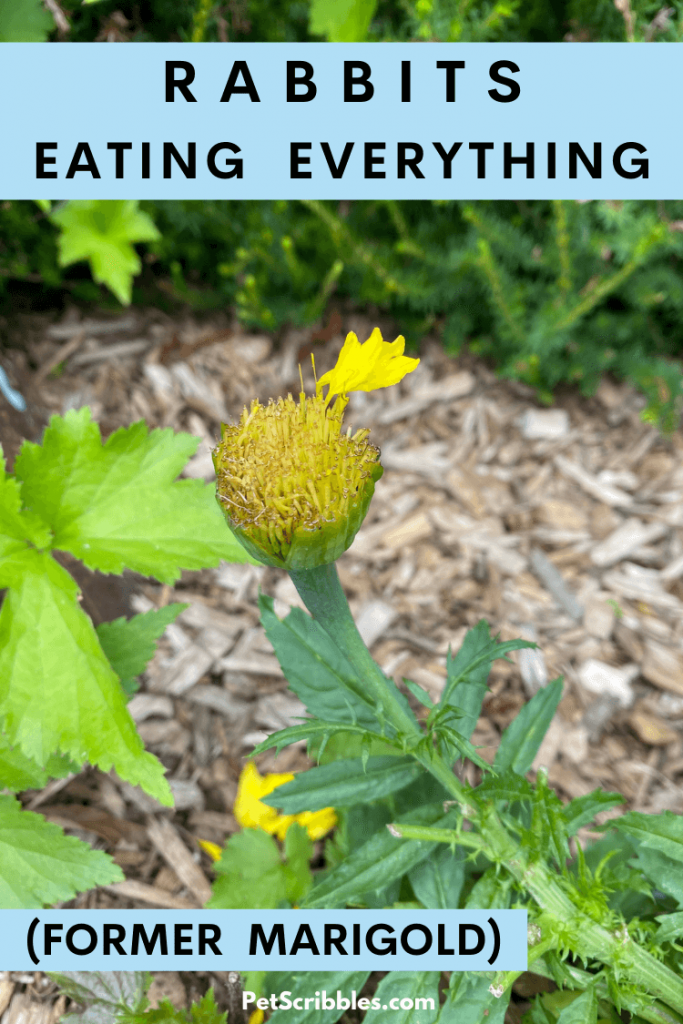 Rabbits in the Garden: pandemic rabbits eating everything! - Garden ...