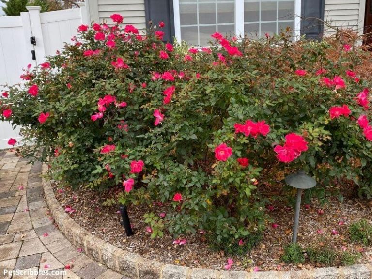 Pruning Knockout Roses: when, what and how - Garden Sanity by Pet Scribbles