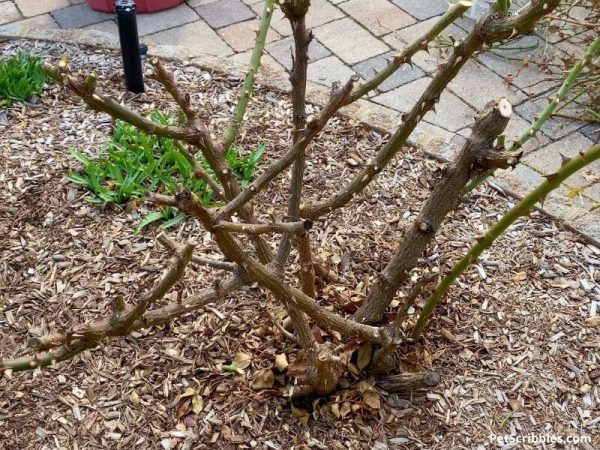 Pruning Knockout Roses: when, what and how - Garden Sanity by Pet Scribbles