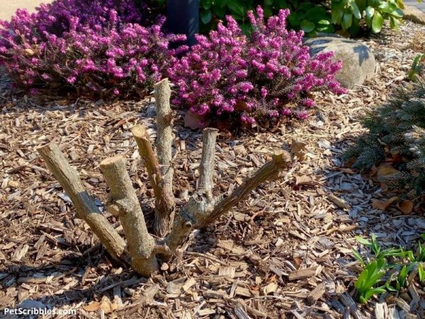 Pruning Knockout Roses: when, what and how - Garden Sanity by Pet Scribbles