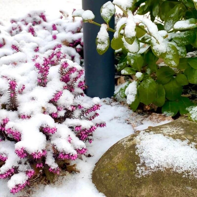 Kramer's Red Winter Heath Archives - Garden Sanity by Pet Scribbles