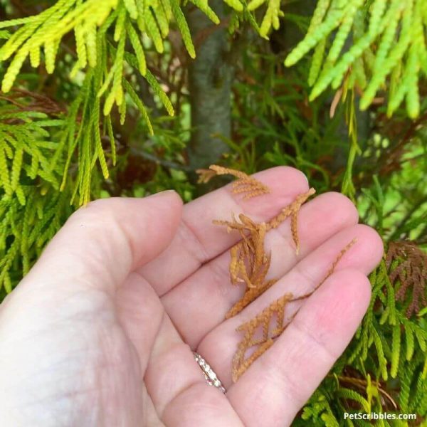 Evergreens turning brown inside? - Garden Sanity by Pet Scribbles