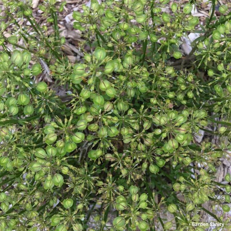 Candytuft: Your Ultimate Guide - Garden Sanity by Pet Scribbles
